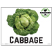 Cabbage Produce Yard Signs | Visible Double Sided