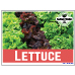 Lettuce ProduceYard Signs | Visible Double Sided