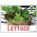 Lettuce ProduceYard Signs | Visible Double Sided
