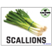 Scallions Produce Yard Signs | Visible Double Sided