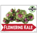 Flowering Kale Yard Signs | Visible Double Sided