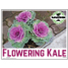 Flowering Kale Yard Signs | Visible Double Sided