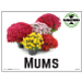 Mums Yard Signs | Visible Double Sided