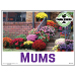 Mums Yard Signs | Visible Double Sided