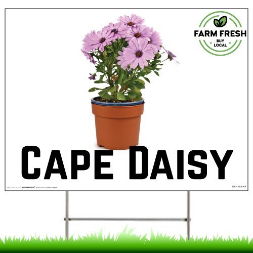 Cape Daisy Yard Signs