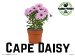 Cape Daisy Yard Signs | Visible Double Sided