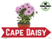 Cape Daisy Yard Signs | Visible Double Sided