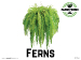 Fern Yard Signs | Visible Double Sided