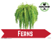 Fern Yard Signs | Visible Double Sided