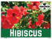 Hibiscus Yard Signs | Visible Double Sided