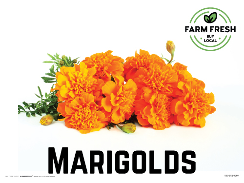 Marigolds Yard Signs | Visible Double Sided