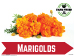 Marigolds Yard Signs | Visible Double Sided
