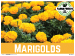 Marigolds Yard Signs | Visible Double Sided