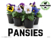 Pansies Yard Signs | Visible Double Sided