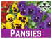 Pansies Yard Signs | Visible Double Sided