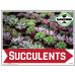 Succulents Yard Signs | Visible Double Sided